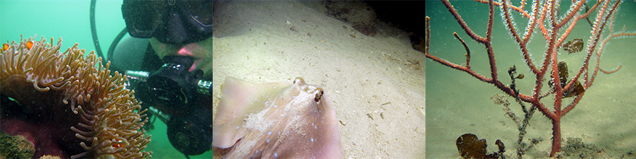 Batam Diving - GS-Diving